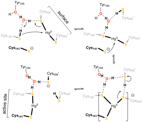 Mercury Hg – ORNL – Center for Molecular Biophysics